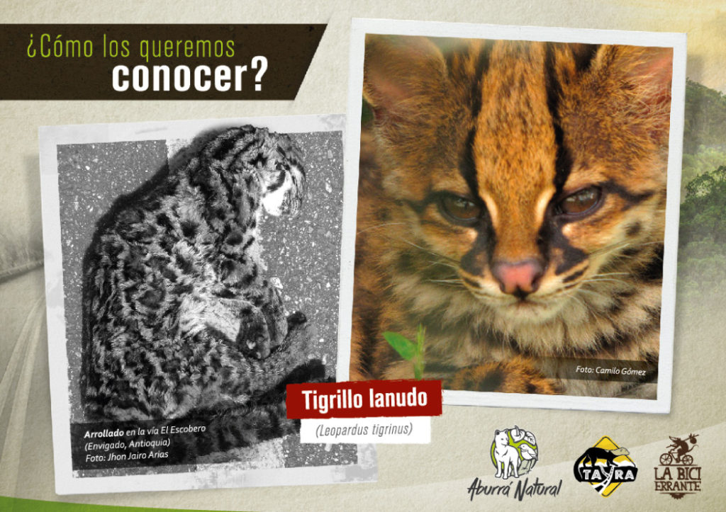 La vida silvestre que arrolla el crecimiento urbano | Esfera Viva