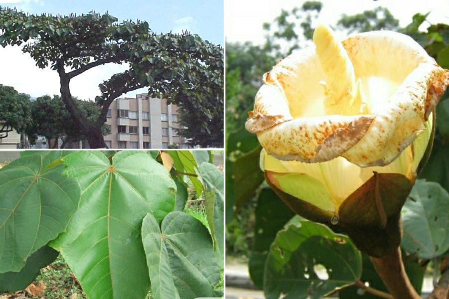 10 árboles nativos que habitan el Valle de Aburrá | Esfera Viva